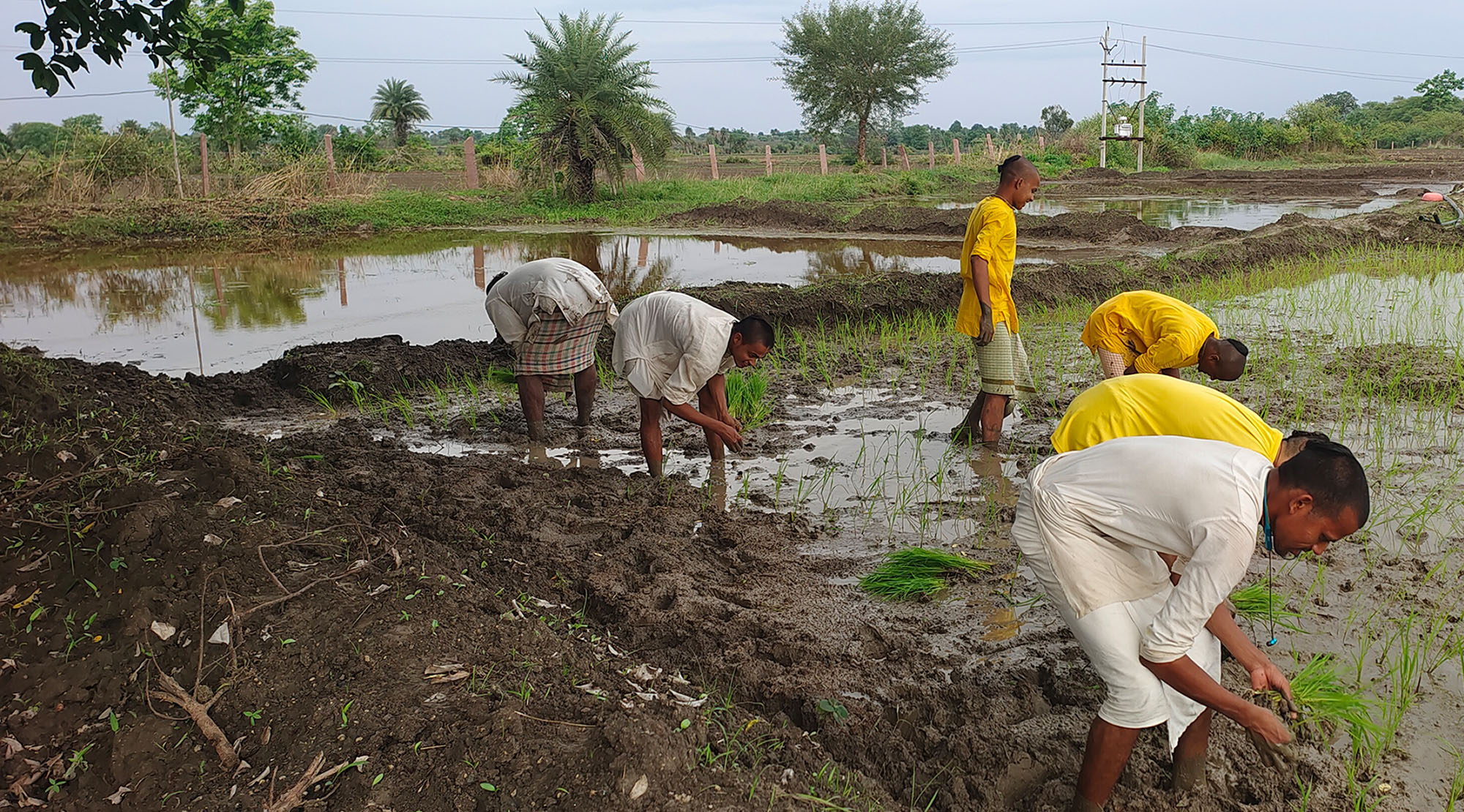 Natural Farming | Bhakti Gram - A Vedic Village